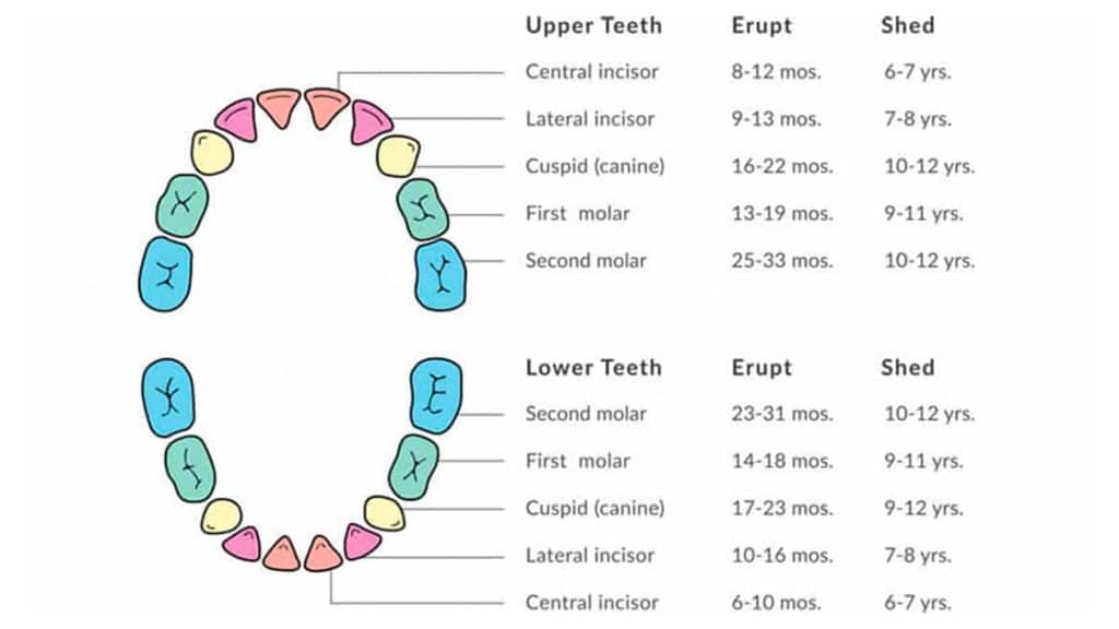 Tooth Eruption & Shedding – Children's Dental Associates of New London ...