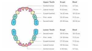 Tooth Eruption & Shedding – Children's Dental Associates of New London ...